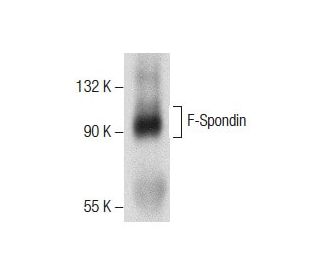 F-Spondin Antibody (B-3) - Western Blotting - Image 287202