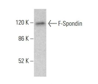 F-Spondin Antibody (B-3) - Western Blotting - Image 383712