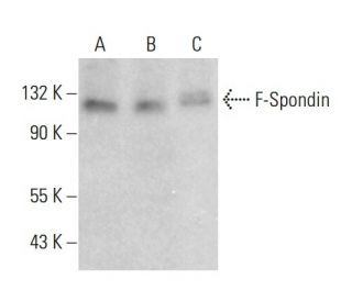 F-Spondin Antibody (B-3) - Western Blotting - Image 384797