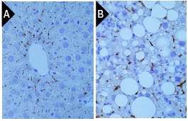 F4/80 Antibody (BM8) | SCBT - Santa Cruz Biotechnology