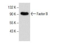 Factor B Antibody (F-7) | SCBT - Santa Cruz Biotechnology