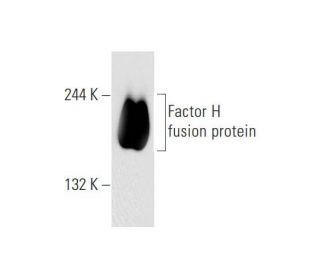 Anti-Factor H Antibody (H-5) | SCBT - Santa Cruz Biotechnology