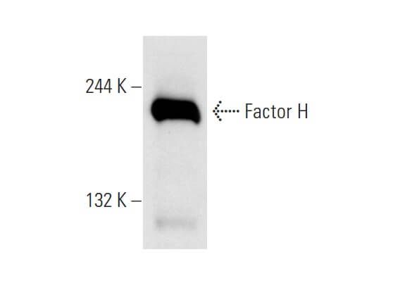 Factor H Antibody (H-5) | SCBT - Santa Cruz Biotechnology