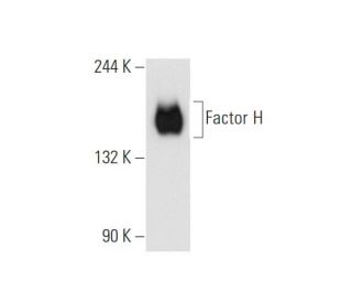 Anti-Factor H Antibody (H-7) | SCBT - Santa Cruz Biotechnology