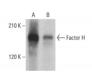 Anti-Factor H Antibody (H-7) | SCBT - Santa Cruz Biotechnology