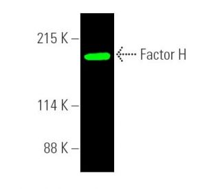 Anti-Factor H Antibody (H-7) | SCBT - Santa Cruz Biotechnology