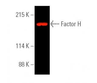 Anti-Factor H Antibody (H-7) | SCBT - Santa Cruz Biotechnology