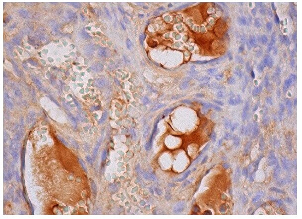 Anti-Factor H Antibody (OX23) | SCBT - Santa Cruz Biotechnology
