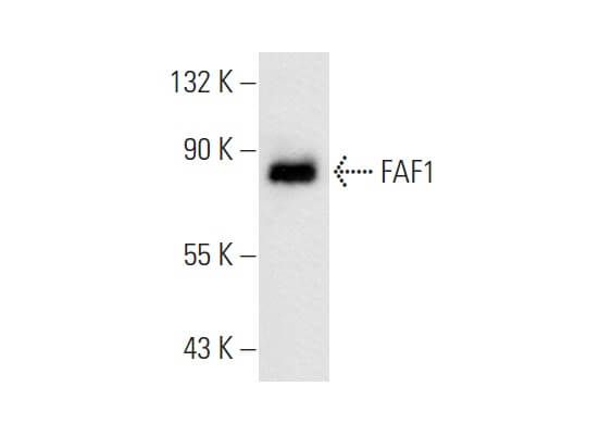 FAF1 Antibody (92-B) | SCBT - Santa Cruz Biotechnology
