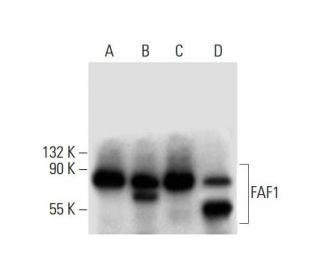 FAF1 Antibody (M-20) | SCBT - Santa Cruz Biotechnology