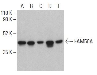 FAM50A Antibody (D-5) | SCBT - Santa Cruz Biotechnology