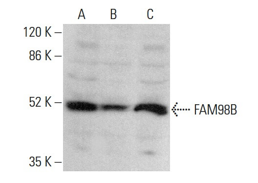 Anti-FAM98B Antibody (B-1) | SCBT - Santa Cruz Biotechnology