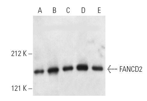 FANCD2 Antibody (H-300) | SCBT - Santa Cruz Biotechnology