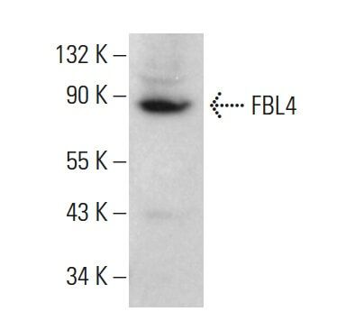 FBL4 Antibody (A-7) | SCBT - Santa Cruz Biotechnology