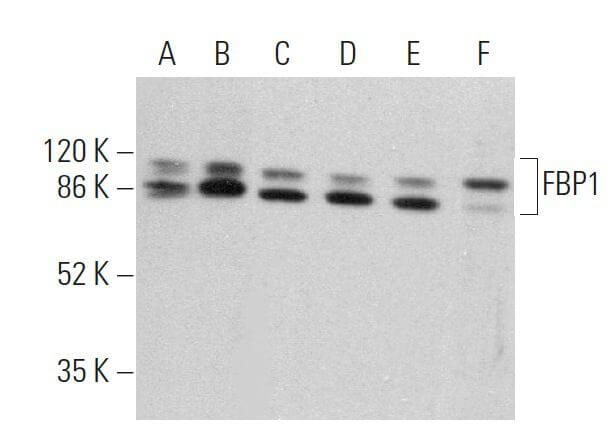 FBP1 Antibody (G-8) | SCBT - Santa Cruz Biotechnology