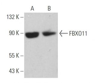 FBXO11 Antibody (E-9) - Western Blotting - Image 359256