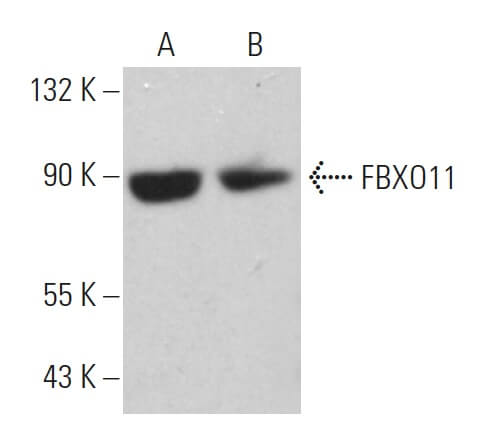 FBXO11 Antibody (E-9) | SCBT - Santa Cruz Biotechnology