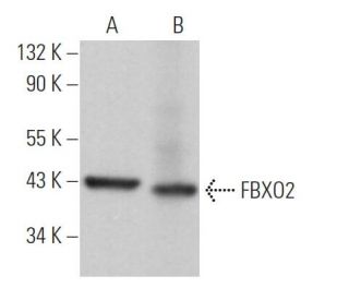 FBXO2 Antibody (A-12) | SCBT - Santa Cruz Biotechnology