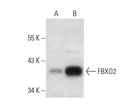 FBXO2抗体 (E-9) | SCBT - Santa Cruz Biotechnology