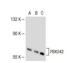 FBXO42 Antibody (FL-6) | SCBT - Santa Cruz Biotechnology