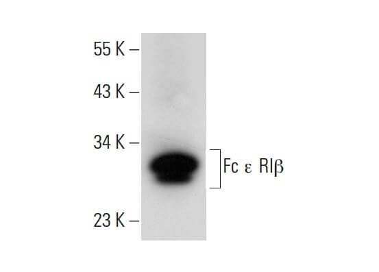 Fc ε RIβ Antibody (F-1) | SCBT - Santa Cruz Biotechnology