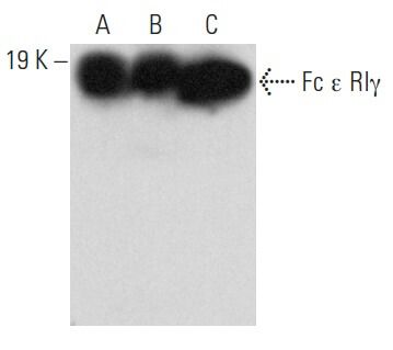 Fc ε RIγ Antibody (E-12) | SCBT - Santa Cruz Biotechnology