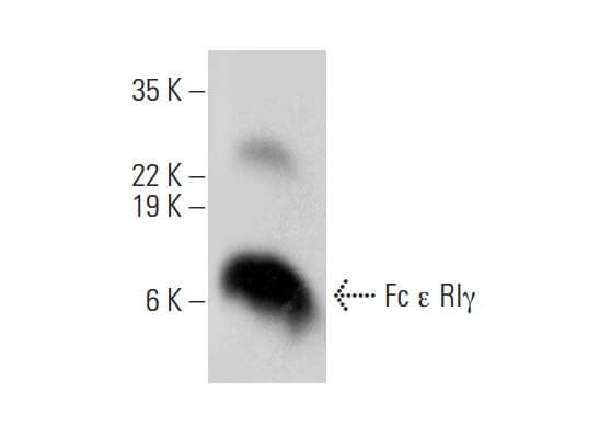 Anti-Fc ε RIγ Antibody (H-5) | SCBT - Santa Cruz Biotechnology