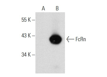 Anti-FcRn Antibody (B-8) | SCBT - Santa Cruz Biotechnology