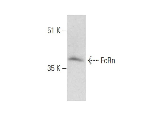 Anti-FcRn Antibody (B-8) | SCBT - Santa Cruz Biotechnology