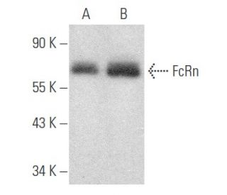 Anti-FcRn Antibody (B-8) | SCBT - Santa Cruz Biotechnology