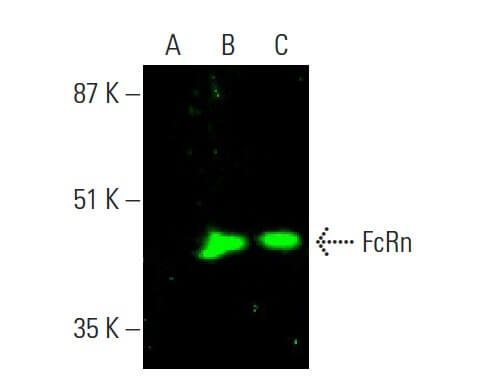 Anti-FcRn Antibody (B-8) | SCBT - Santa Cruz Biotechnology