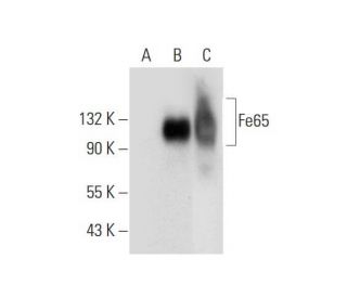 Fe65 Antibody (E-20) | SCBT - Santa Cruz Biotechnology