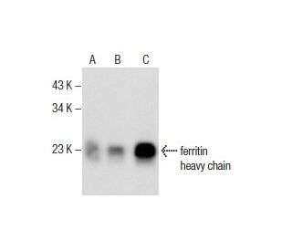 ferritin heavy chain Antibody (B-12) - Western Blotting - Image 285968