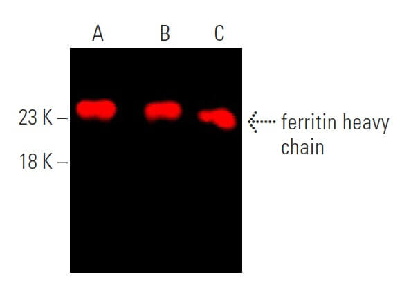 ferritin heavy chain Antibody (B-12) | SCBT - Santa Cruz Biotechnology