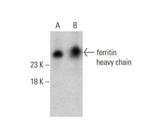 ferritin heavy chain Antibody (B-12) - Western Blotting - Image 386133