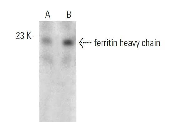 ferritin heavy chain Antibody (C6) | SCBT - Santa Cruz Biotechnology