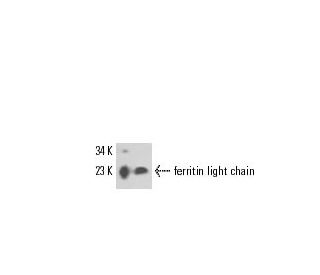 Anti-ferritin light chain Antibody (D-9) | SCBT - Santa Cruz Biotechnology
