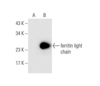 ferritin light chain Antibody (D-9) - Western Blotting - Image 66932