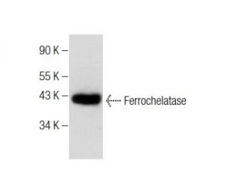 Anti-Ferrochelatase Antibody (A-3) | SCBT - Santa Cruz Biotechnology