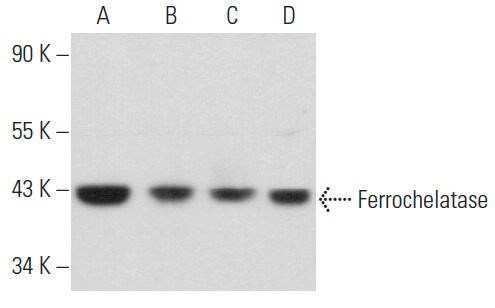 Anti-Ferrochelatase Antibody (A-3) | SCBT - Santa Cruz Biotechnology