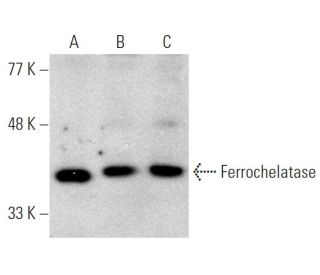 Anti-Ferrochelatase Antibody (A-3) | SCBT - Santa Cruz Biotechnology
