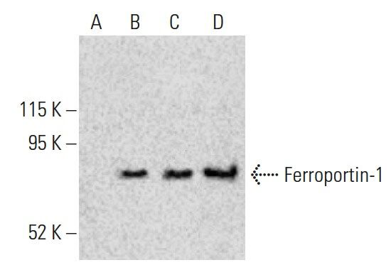 Ferroportin-1抗体 (B-4) | SCBT - Santa Cruz Biotechnology