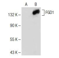 FGD1 Antibody (E-10) | SCBT - Santa Cruz Biotechnology