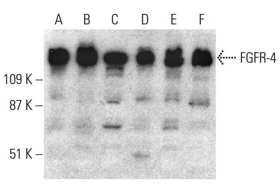 FGFR-4 Antibody (C-16) | SCBT - Santa Cruz Biotechnology