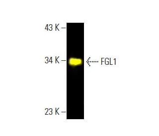 FGL1 Antibody (A-8) | SCBT - Santa Cruz Biotechnology