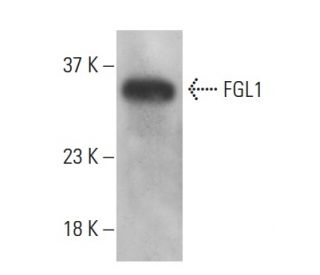 Anti-FGL1 Antibody (A-8) | SCBT - Santa Cruz Biotechnology