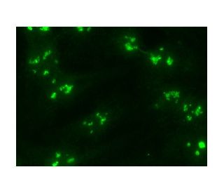 Fibrillarin Antibody (G-4) - Immunofluorescence - Image 153211