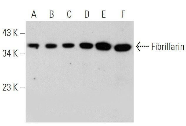 Fibrillarin Antibody (G-4) | SCBT - Santa Cruz Biotechnology