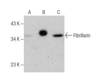 Fibrillarin Antibody (G-8) - Western Blotting - Image 147789