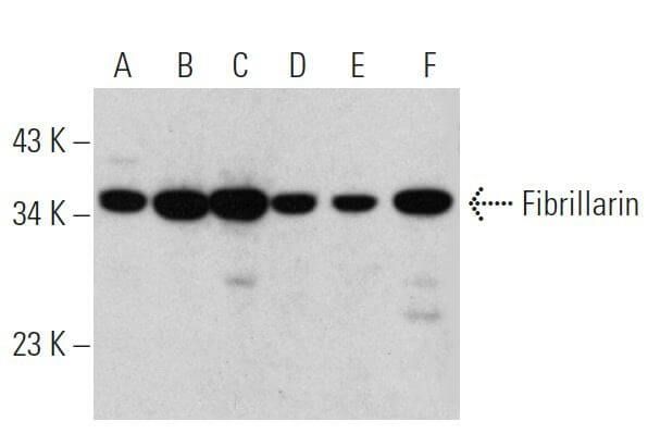 Fibrillarin抗体 (G-8) | SCBT - Santa Cruz Biotechnology